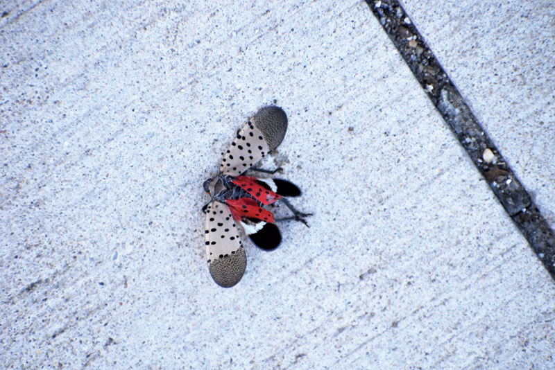 Invasive species spotted lanternfly continues to spread in West ...